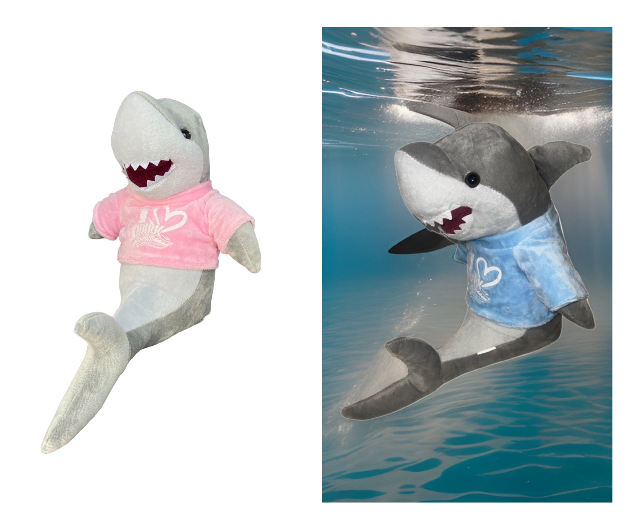 Miscellaneous | Shark Racing